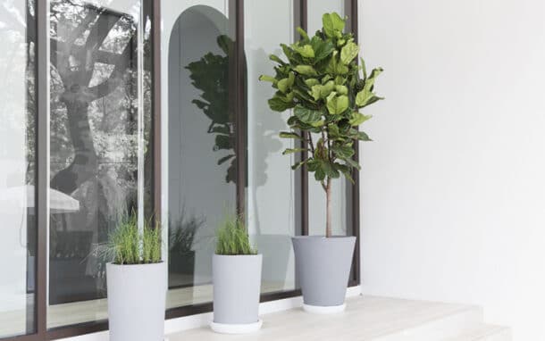 5 Ways to Decorate With Fiddle Leaf Fig Trees & Best Faux Options ...